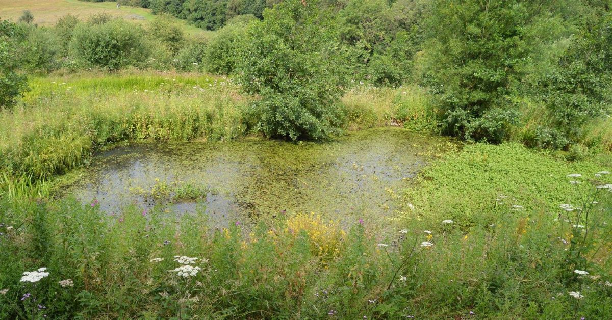 Friends' Past Projects - Friends of Oakwell Hall & Country Park